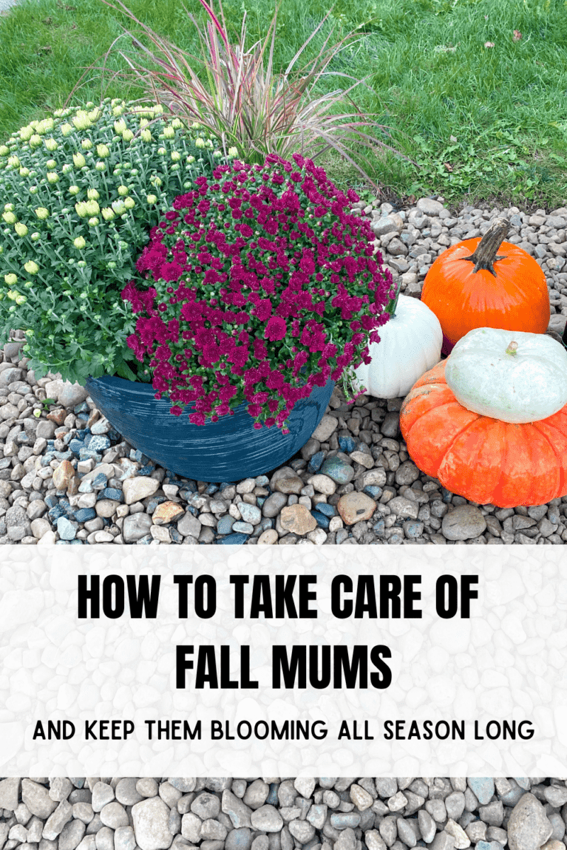 How To Take Care of Fall Mums - The Homeblondy